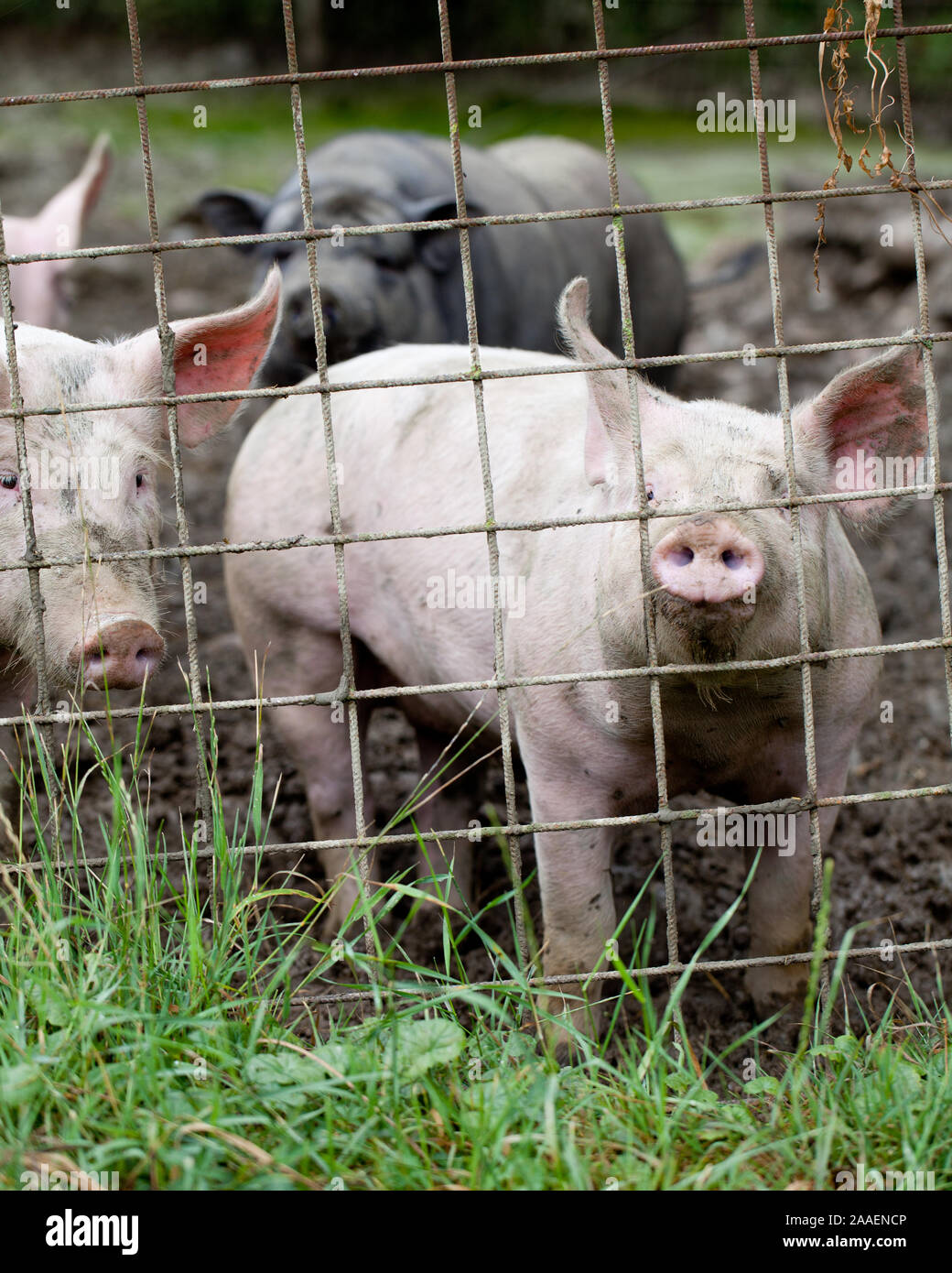 Pigs eating mud hi-res stock photography and images - Alamy