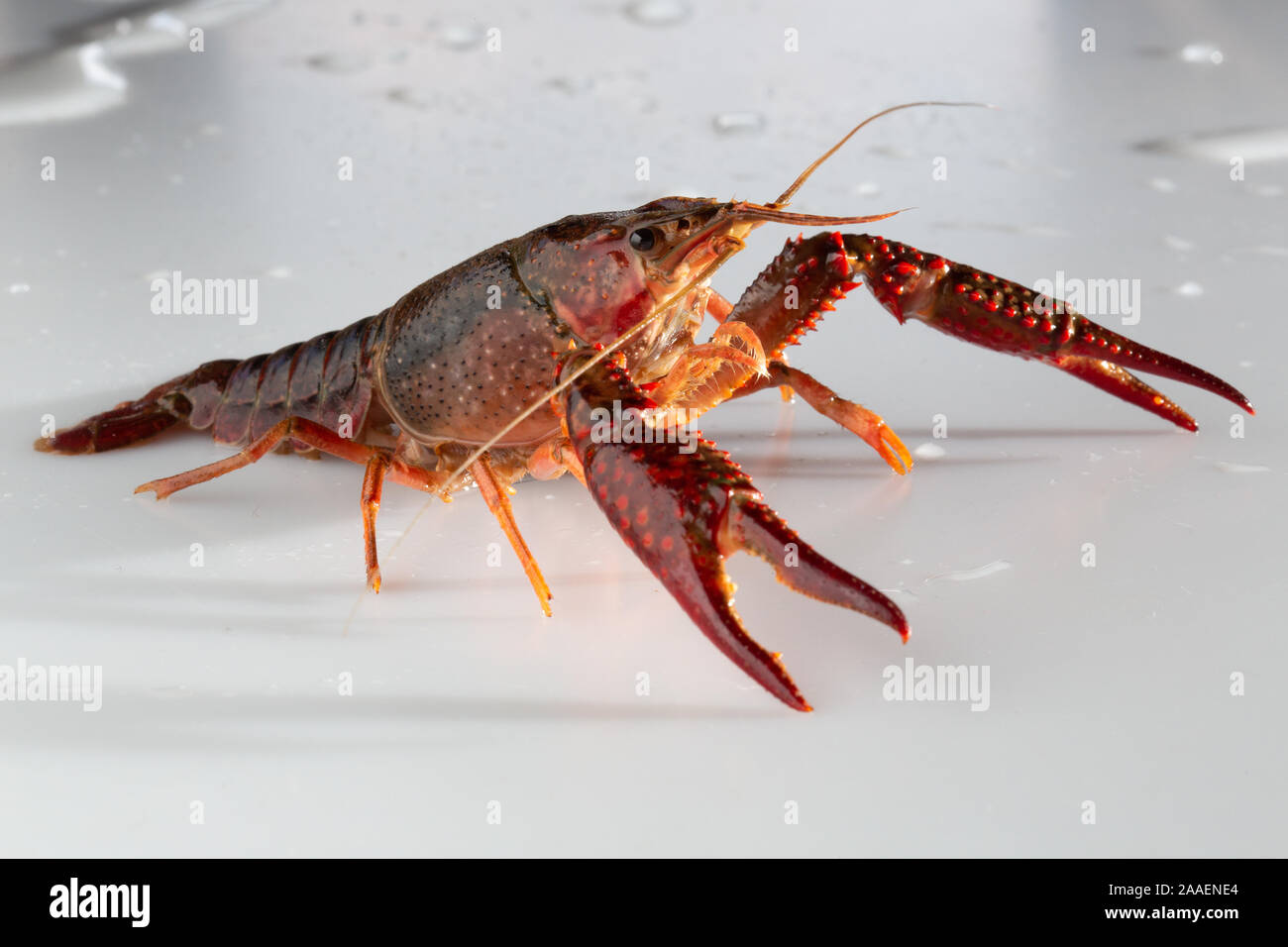 Procambarus clarkii is a species of cambarid freshwater crayfish ...