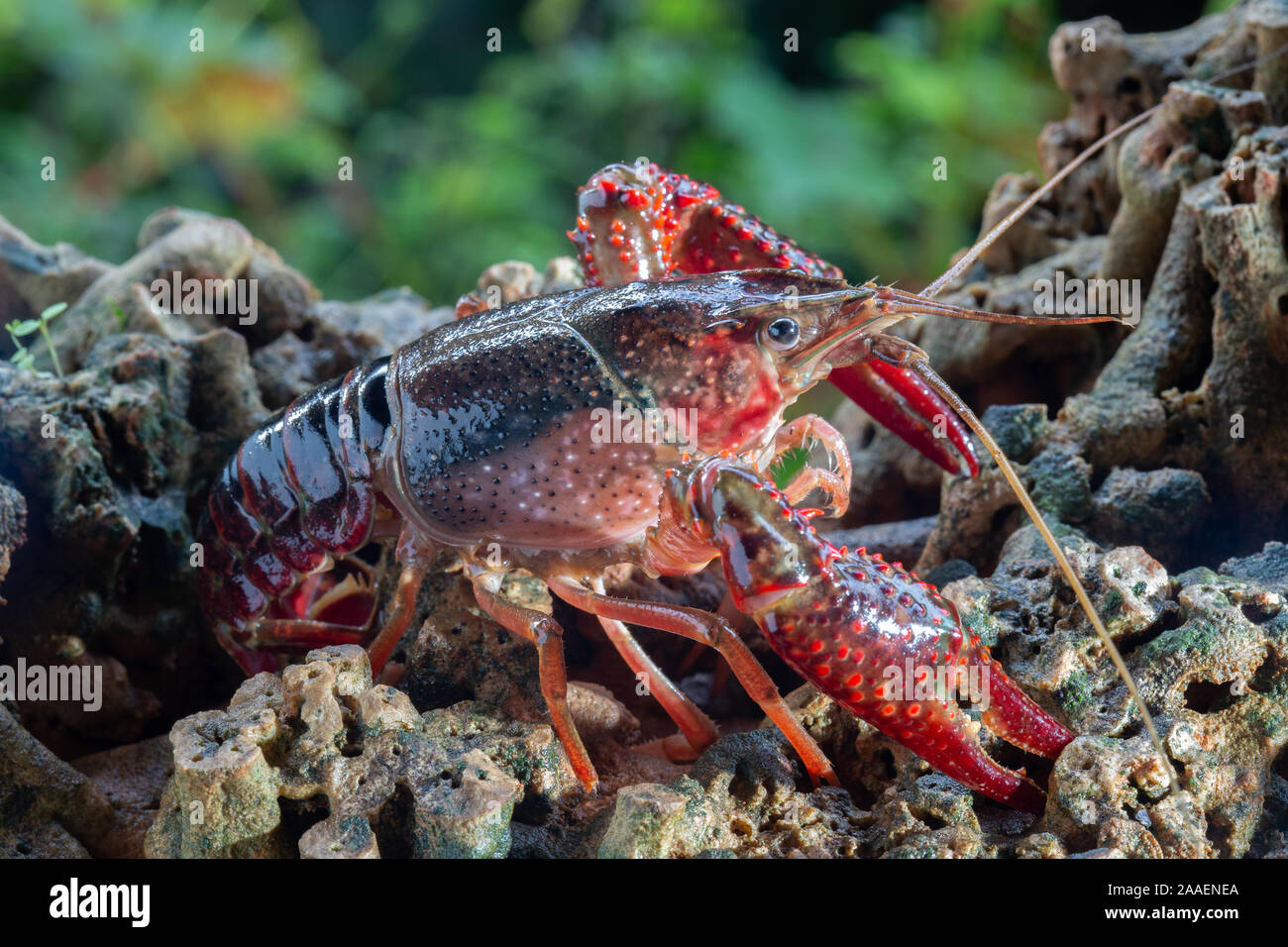 Procambarus clarkii is a species of cambarid freshwater crayfish ...