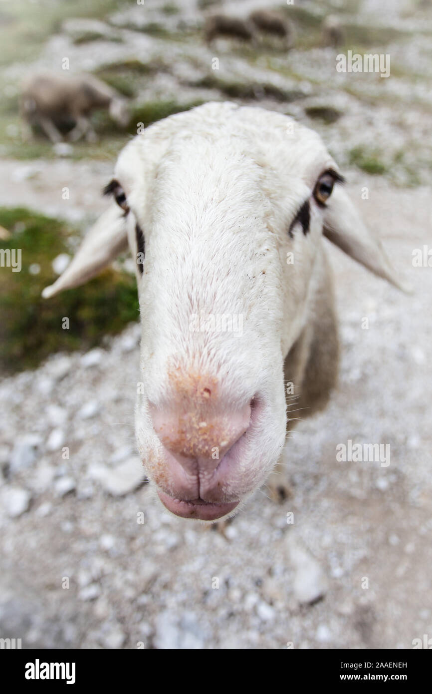 Sheepshead mountain hi-res stock photography and images - Alamy