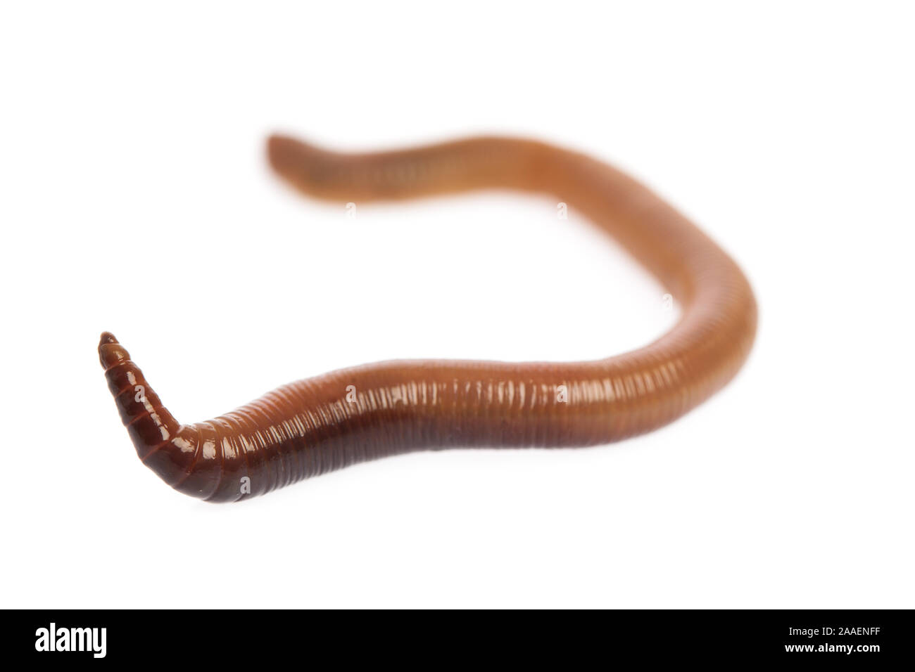 Earthworm underground hi-res stock photography and images - Alamy