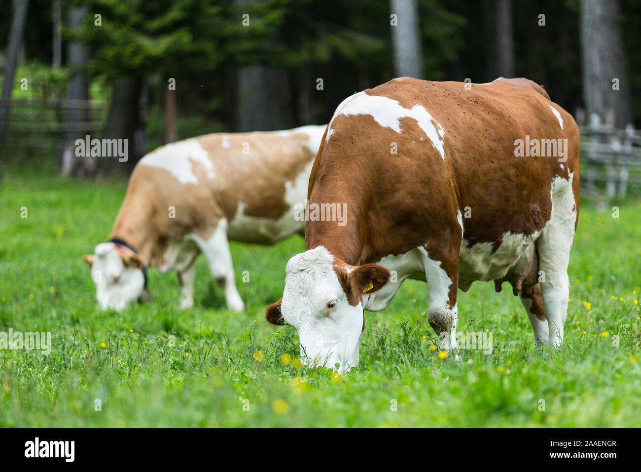 Two cows stand hi-res stock photography and images - Alamy