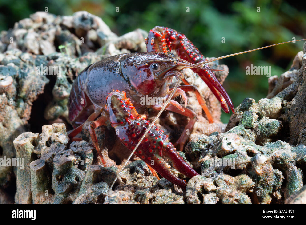 Procambarus clarkii is a species of cambarid freshwater crayfish ...