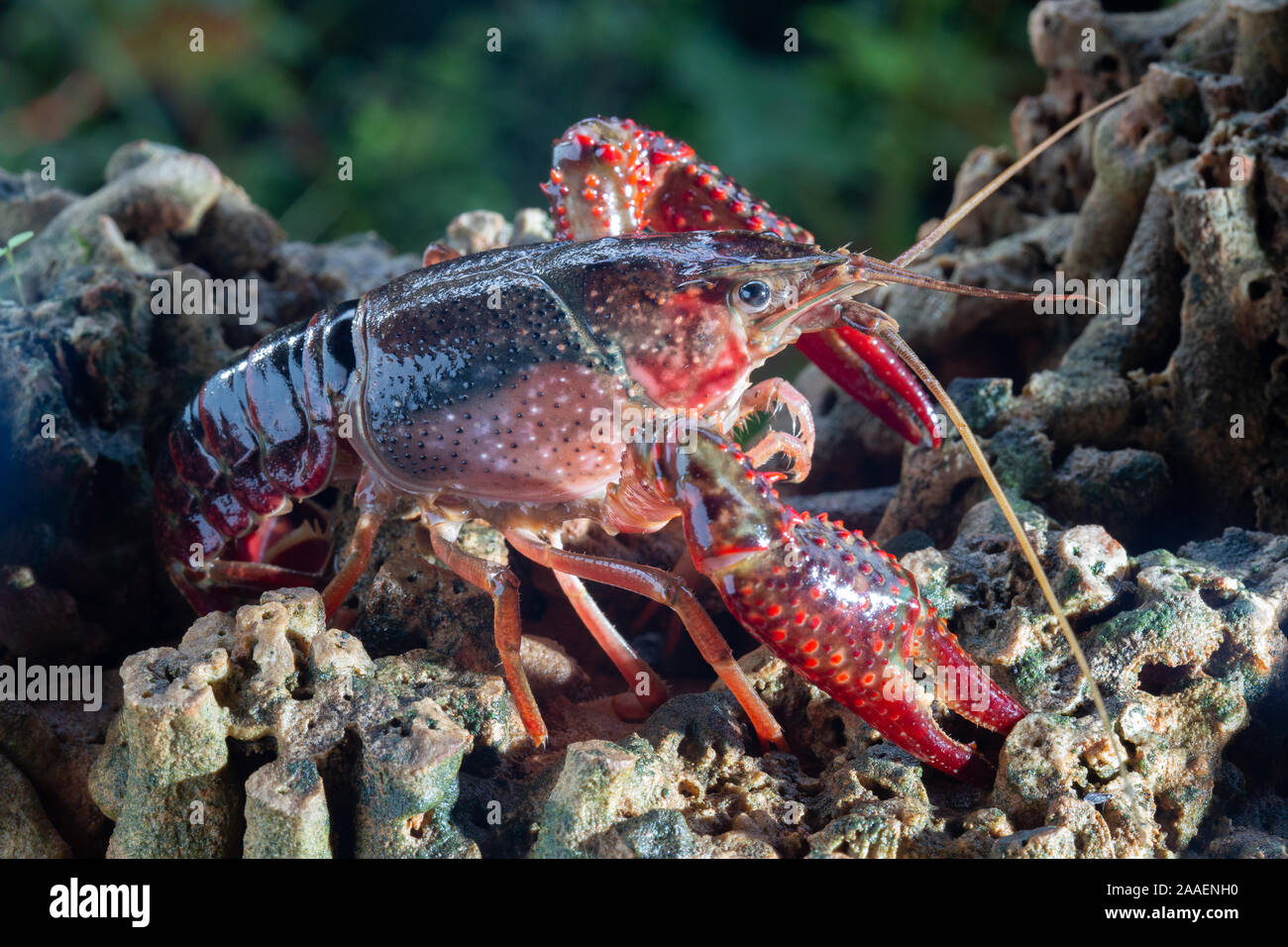Procambarus clarkii is a species of cambarid freshwater crayfish ...