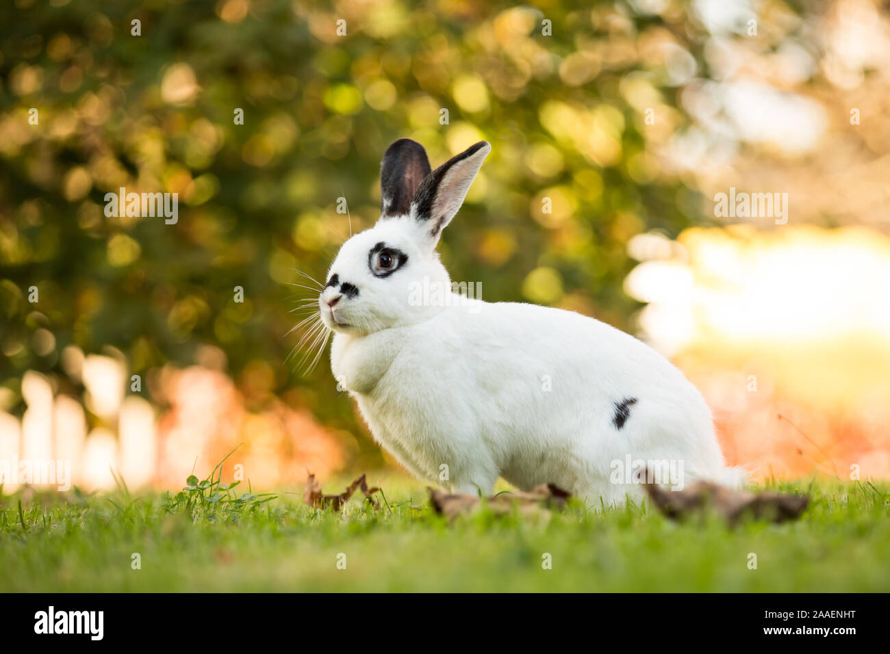white bunny with black ears Stock Photo - Alamy
