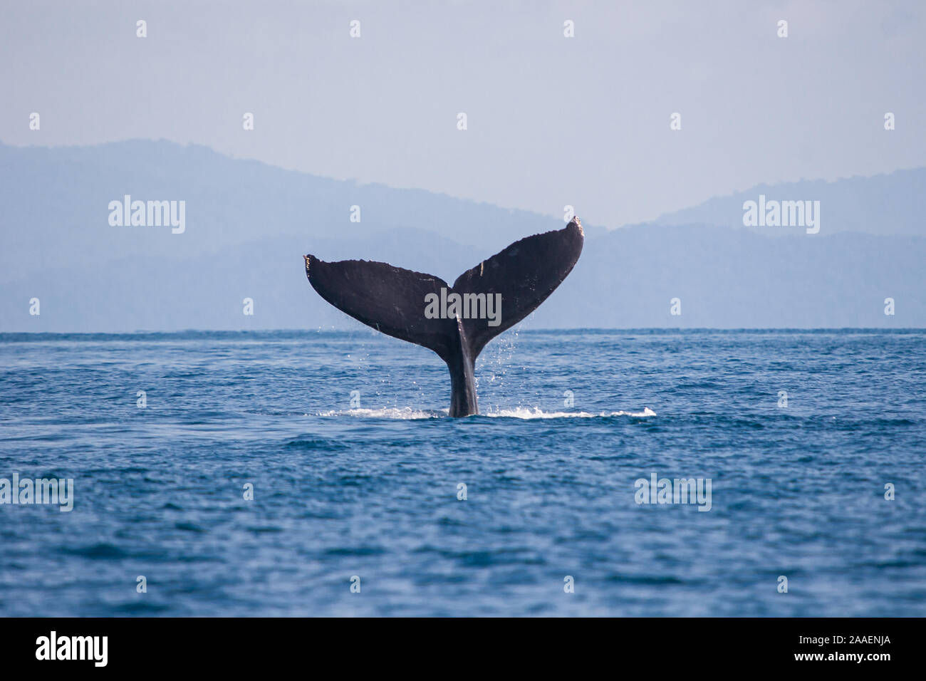 Whale tail costa rica hi-res stock photography and images - Alamy