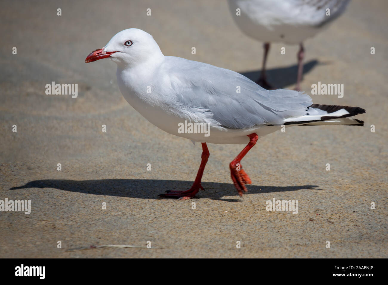 Red-billed Gull (Chroicocephalus scopulinus Stock Photo - Alamy