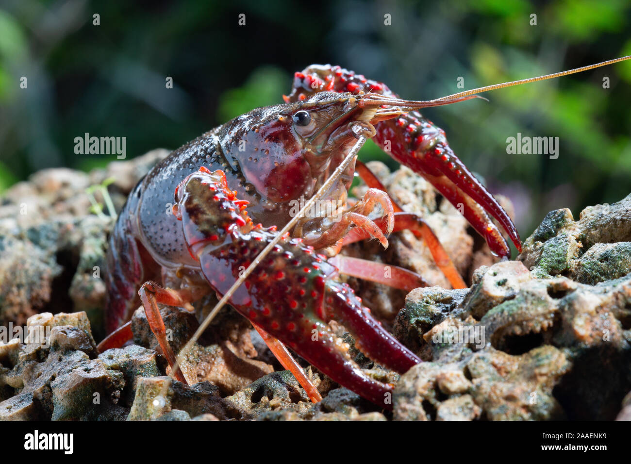Procambarus clarkii is a species of cambarid freshwater crayfish ...
