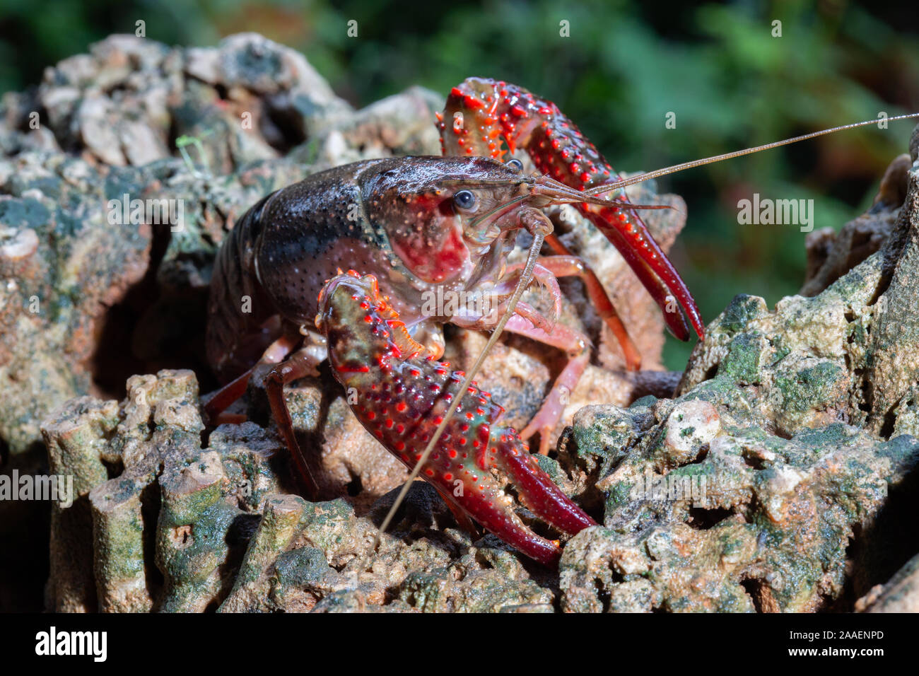 Procambarus clarkii is a species of cambarid freshwater crayfish ...