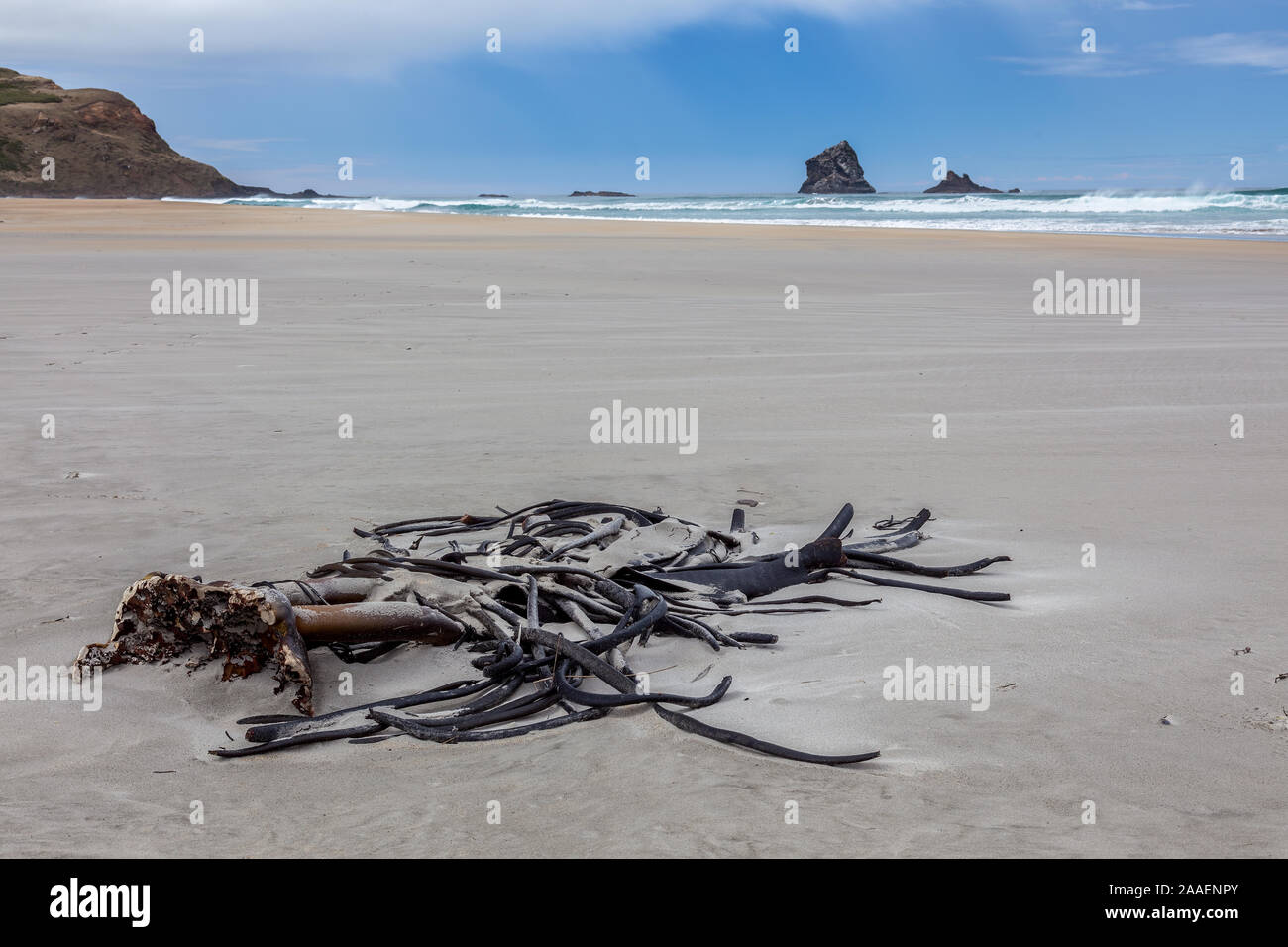 Sandfly new zealand hi-res stock photography and images - Alamy