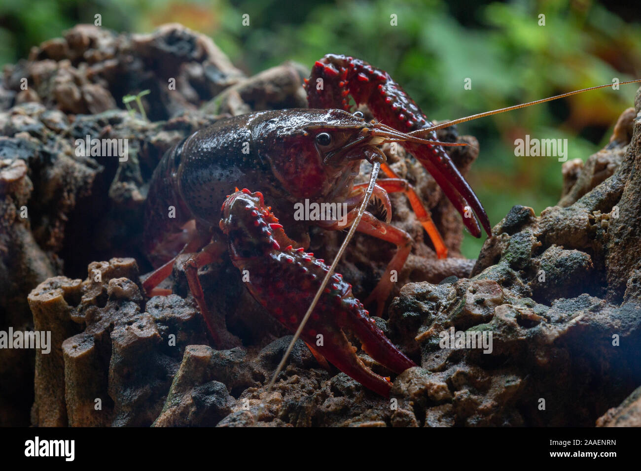 Procambarus clarkii is a species of cambarid freshwater crayfish ...