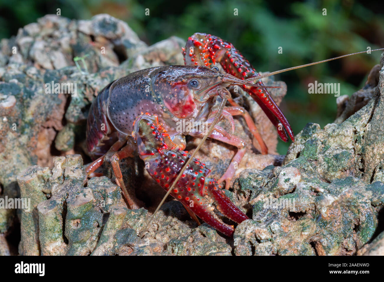 Procambarus clarkii is a species of cambarid freshwater crayfish ...