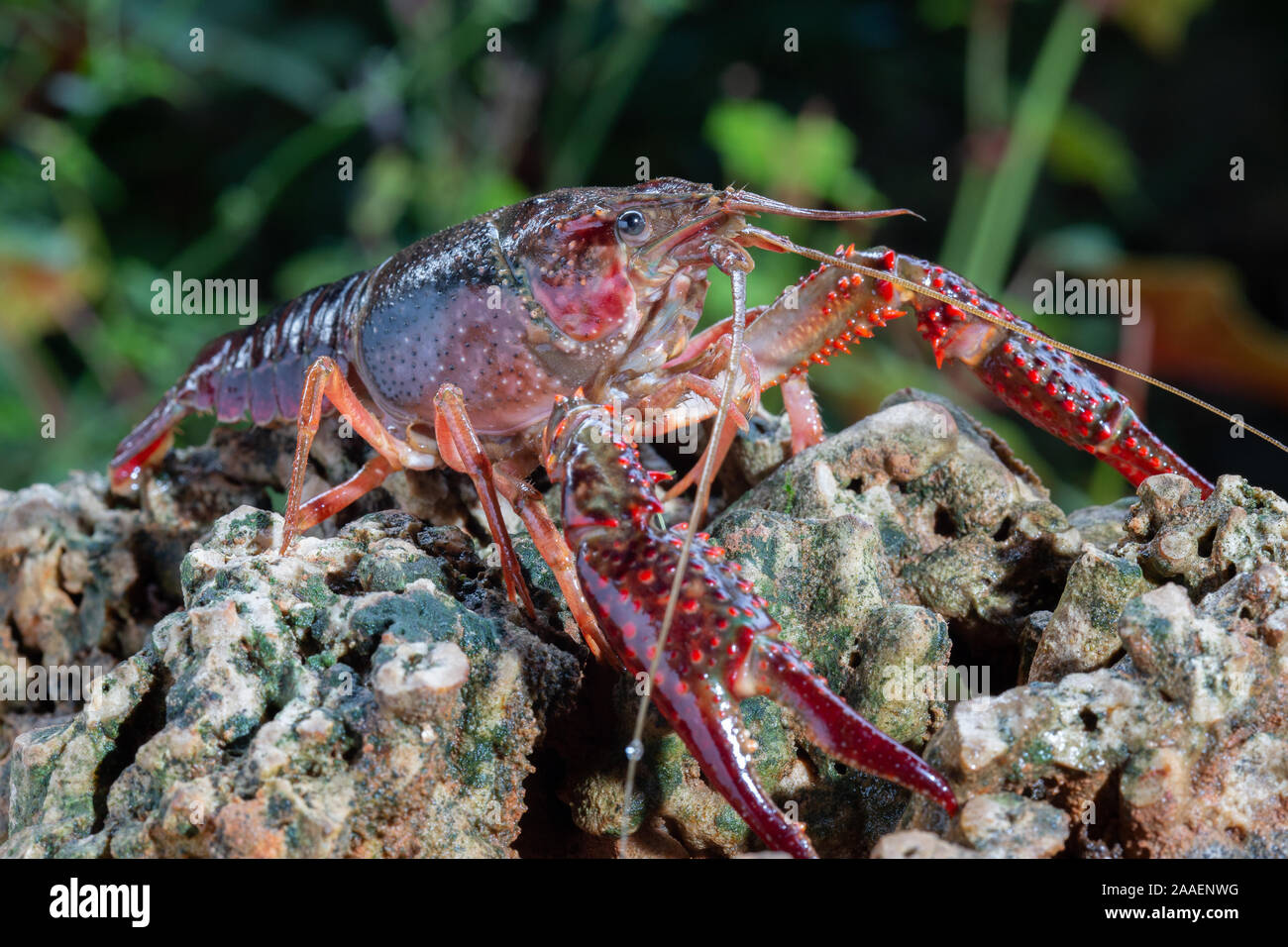 Procambarus clarkii is a species of cambarid freshwater crayfish ...