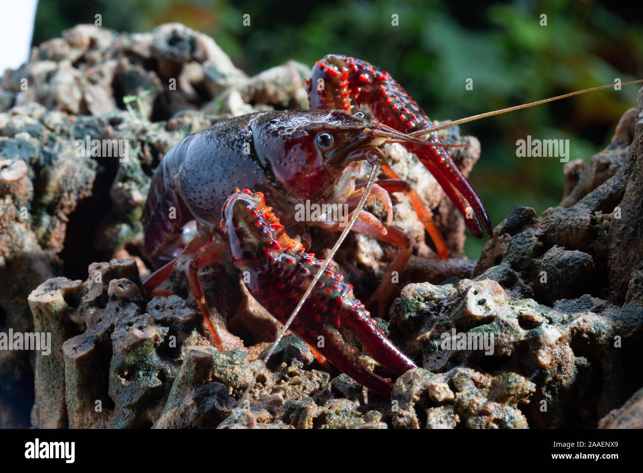 Procambarus clarkii is a species of cambarid freshwater crayfish ...