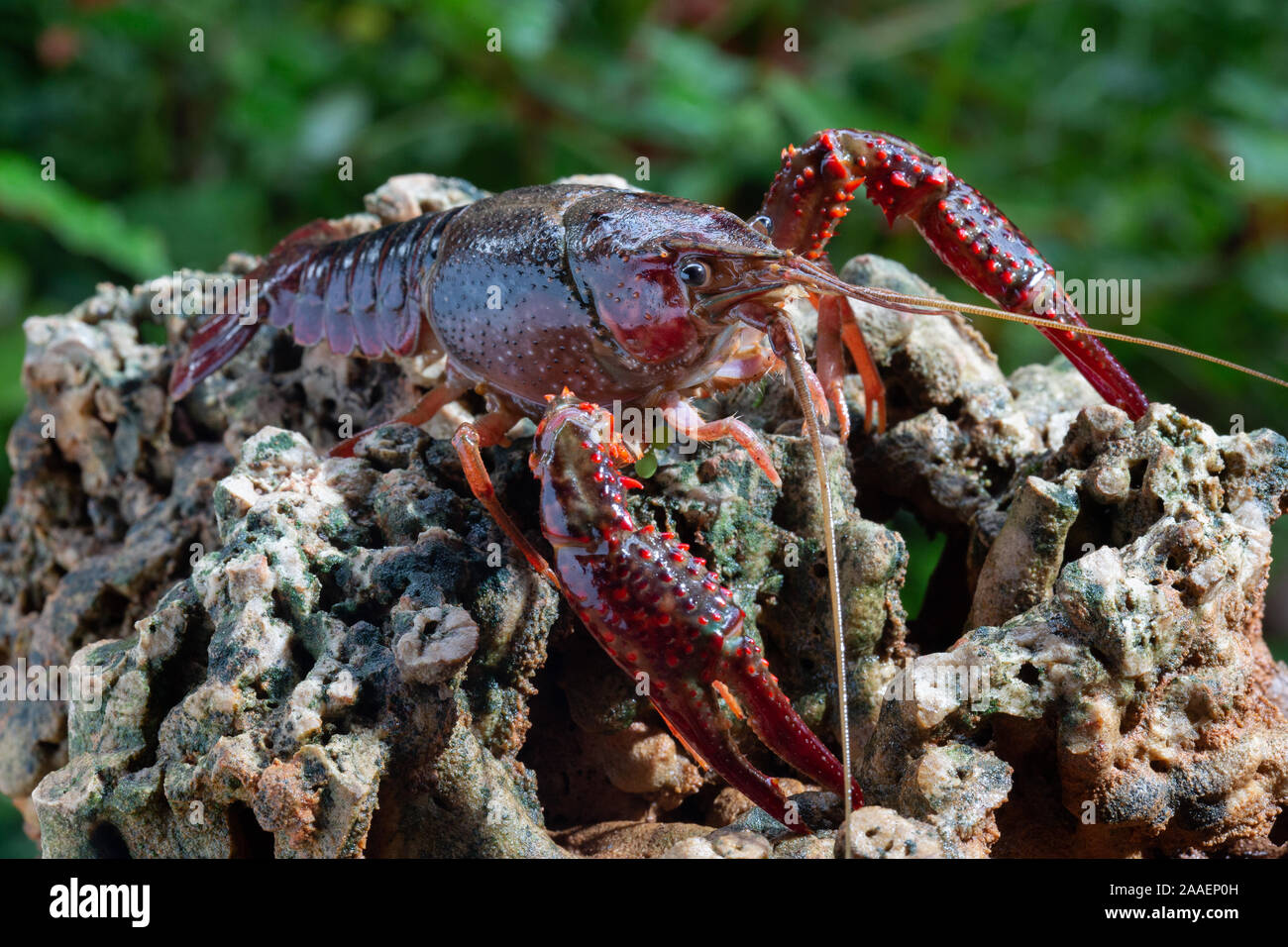 Procambarus clarkii is a species of cambarid freshwater crayfish ...