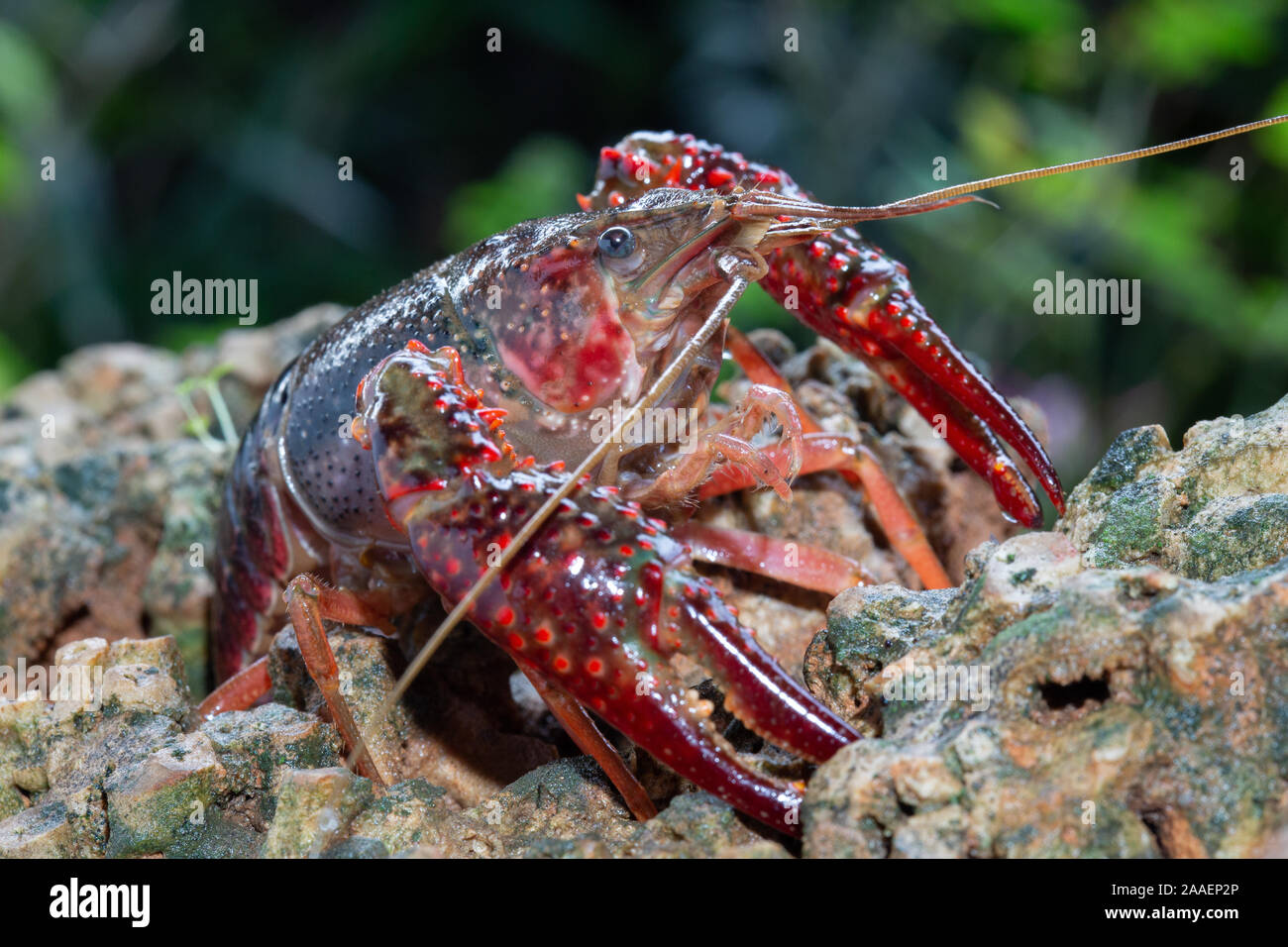 Procambarus clarkii is a species of cambarid freshwater crayfish ...