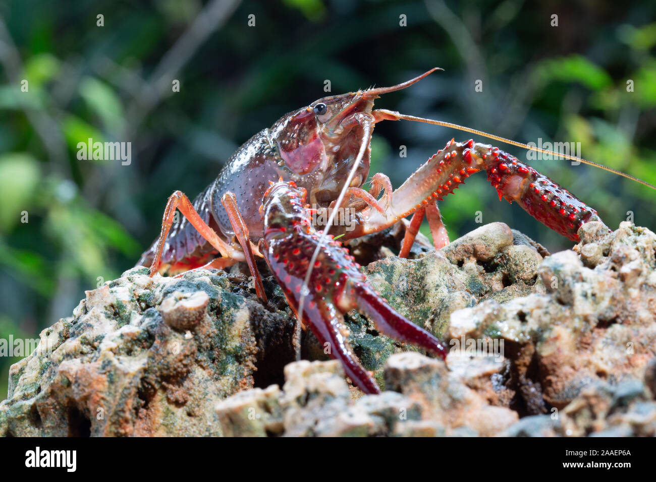 Procambarus clarkii is a species of cambarid freshwater crayfish ...
