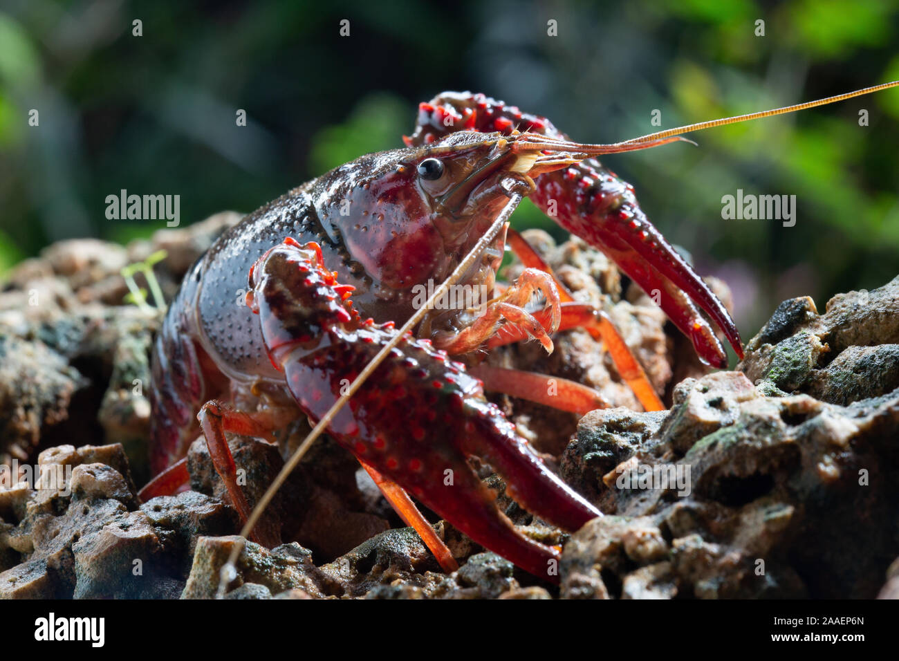 Procambarus clarkii is a species of cambarid freshwater crayfish ...