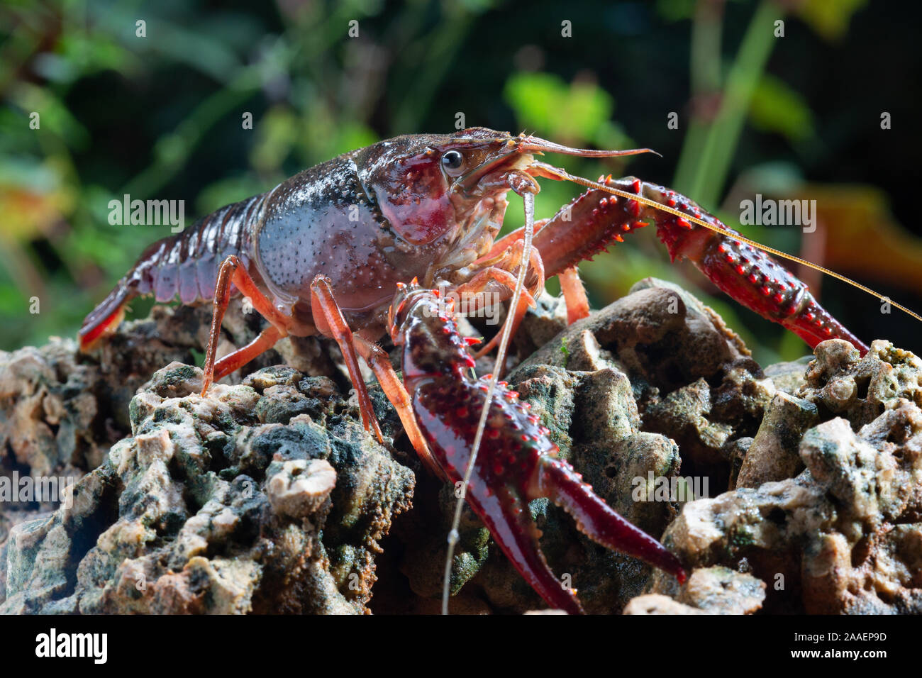 Procambarus clarkii is a species of cambarid freshwater crayfish ...