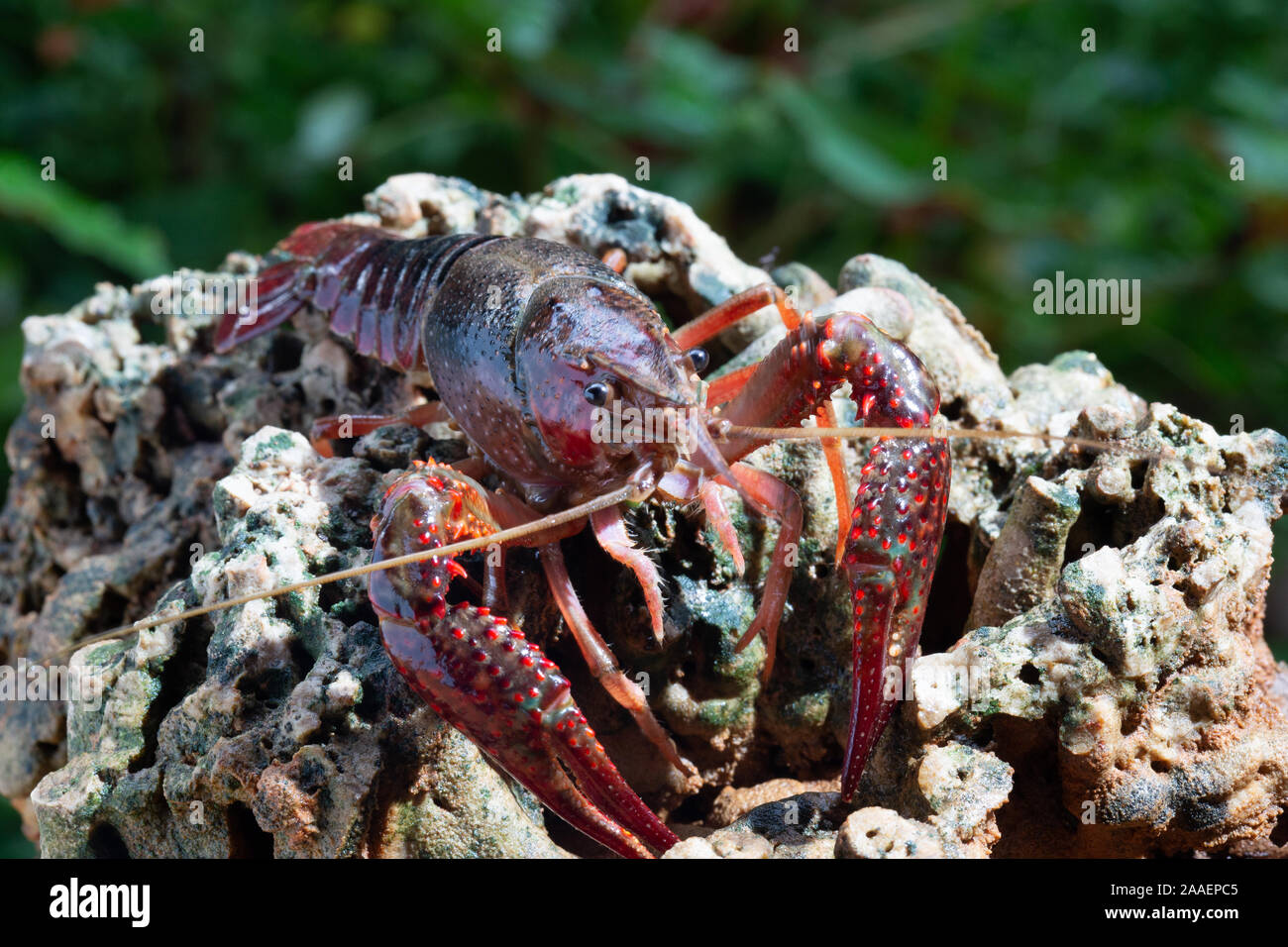 Procambarus clarkii is a species of cambarid freshwater crayfish ...