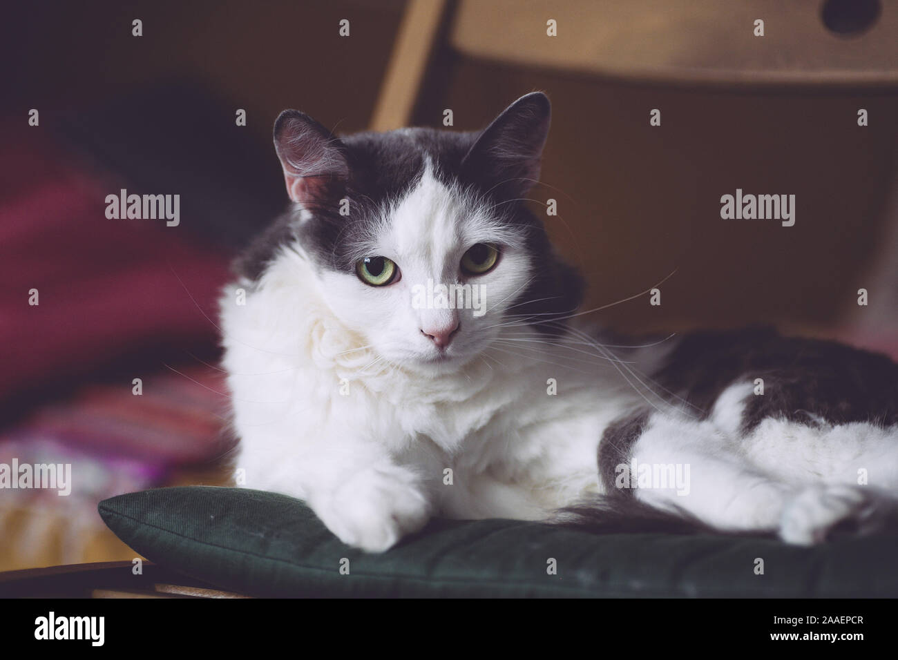 A sad cat sits on a chair and looks into the eyes Stock Photo - Alamy