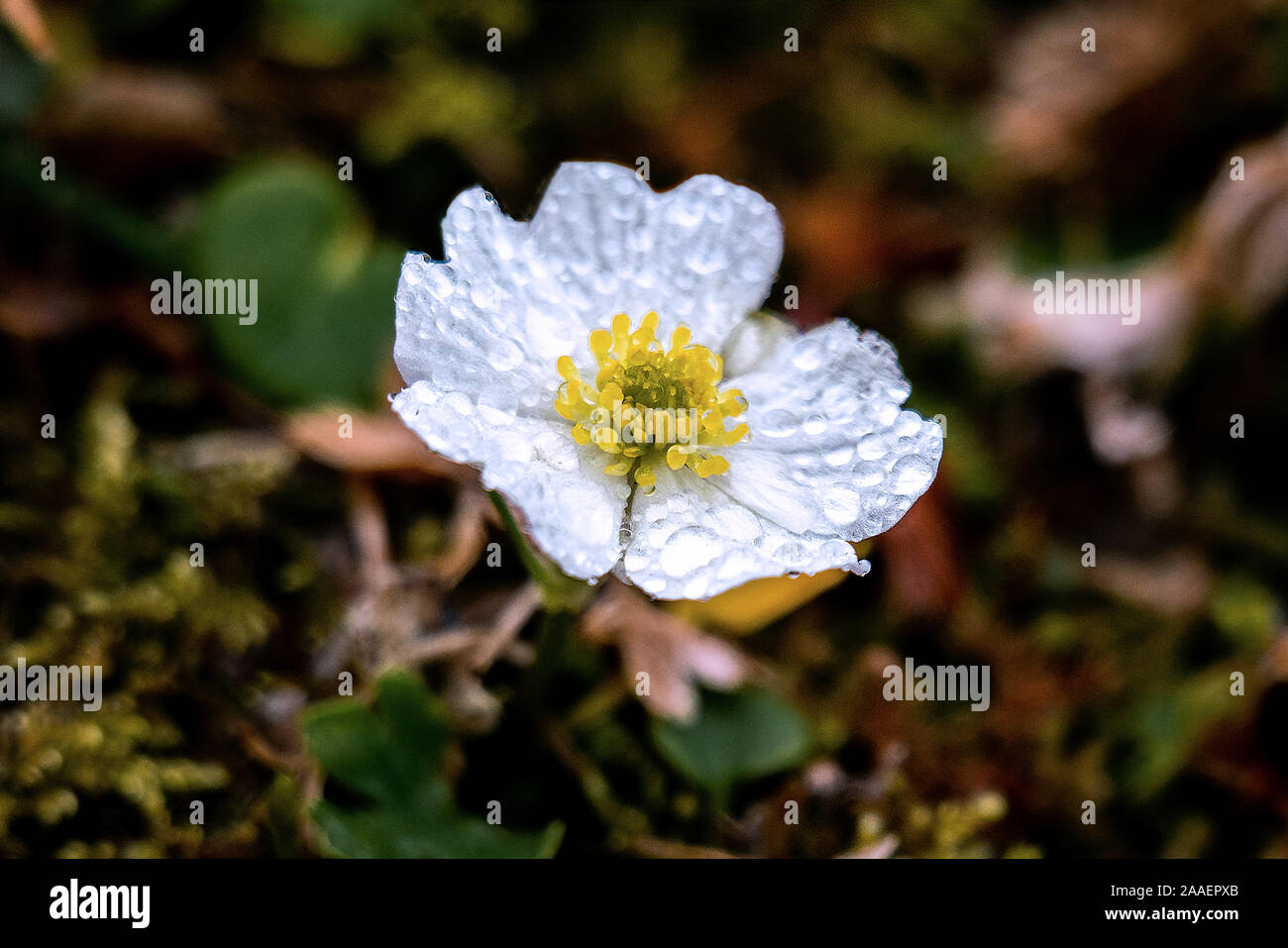 Macro close up of a wild white alpine anemone (Pulsatilla alpina ...