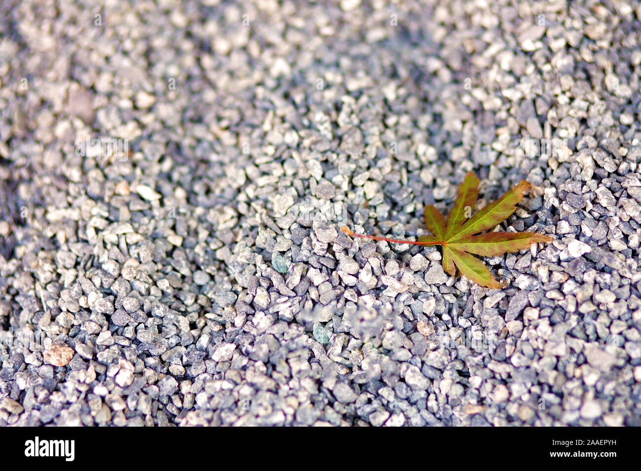 Overhead View of a Japanese Maple Leaf in a Rock Garden Outdoors Stock ...