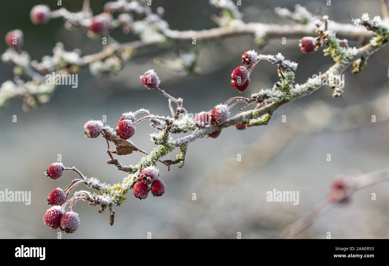 Berries frost hi-res stock photography and images - Alamy