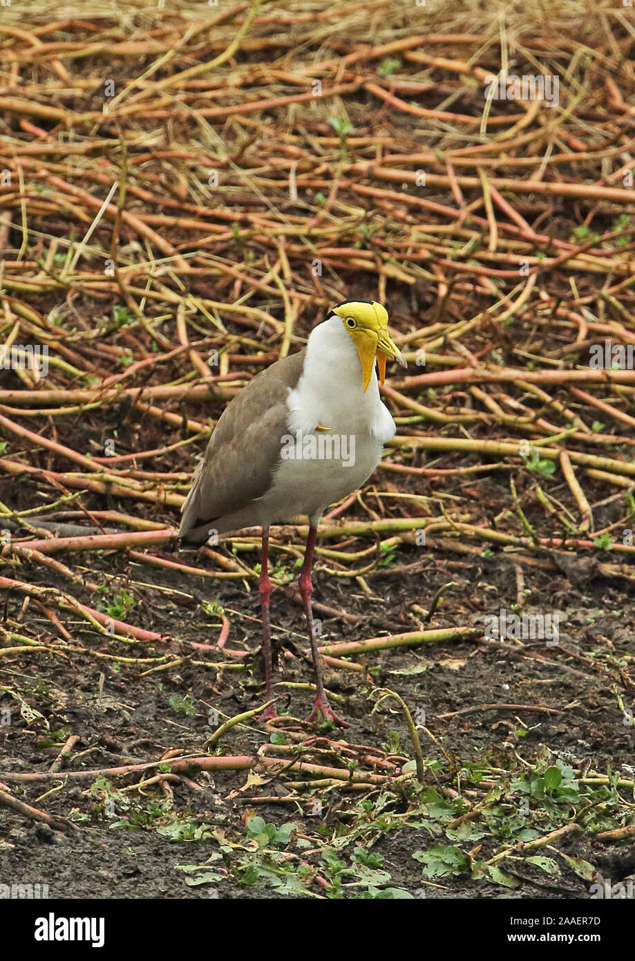 Masked Lapwing (Vanellus miles) adult standing showing spurs Port ...