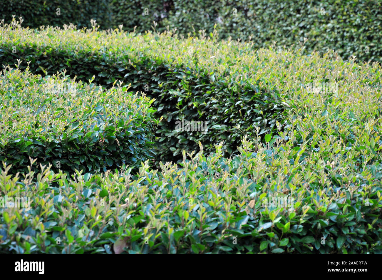 Variety in leaf shapes hi-res stock photography and images - Alamy