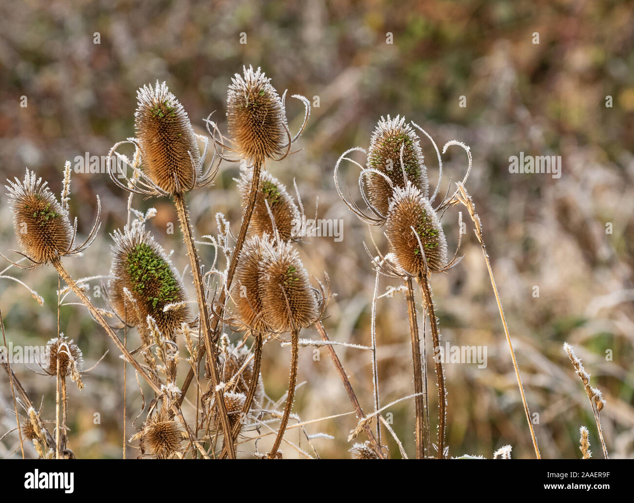 Frost on teasel heads in Yorkshire, UK Stock Photo - Alamy