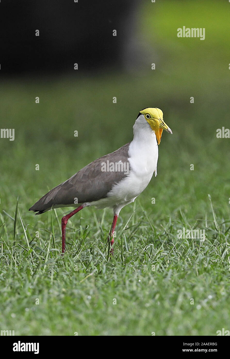 Masked Lapwing (Vanellus miles) adult walking on grass Port Moresby ...