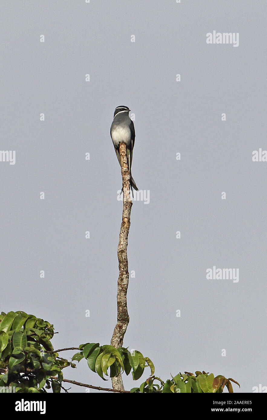 Moustached Treeswift (Hemiprocne mystacea mystacea) adult perched on ...