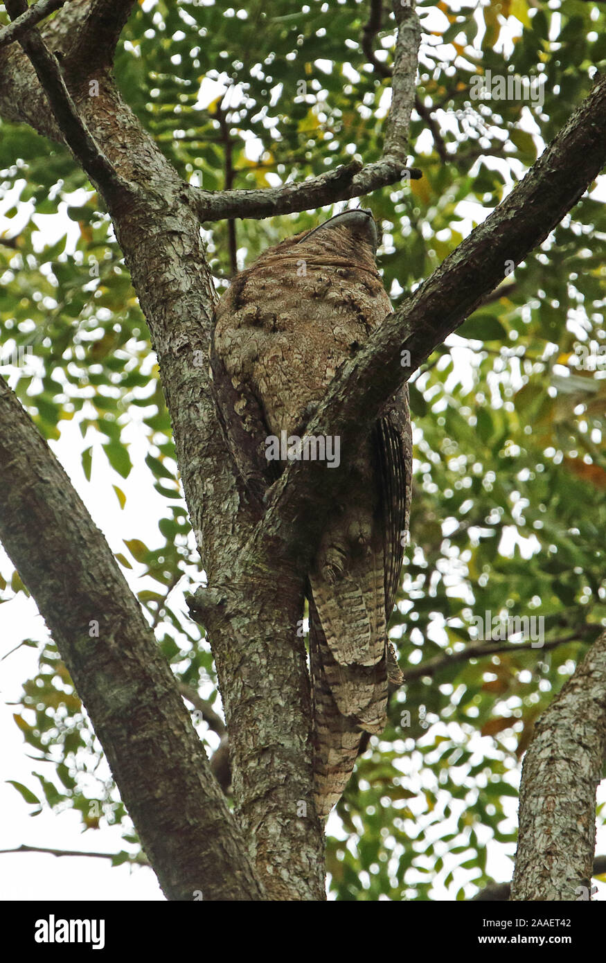 Papuan Frogmouth (Podargus papuensis) adult roosting in a tree Port ...