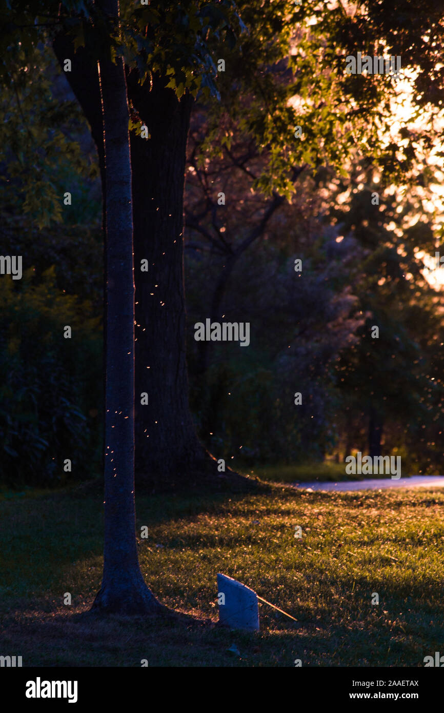 golden hour sunset Stock Photo - Alamy