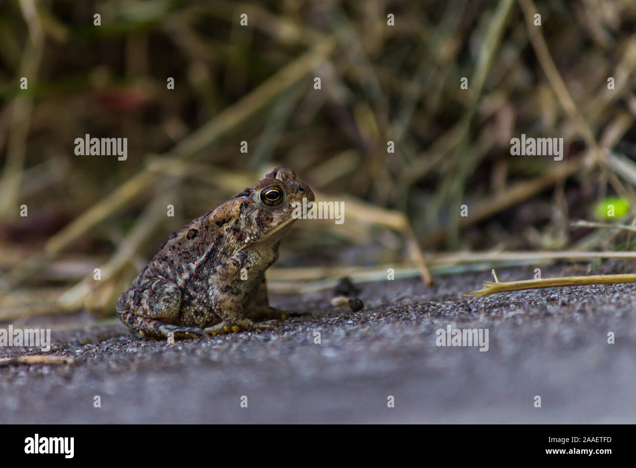 Small toad on the ground Stock Photo - Alamy