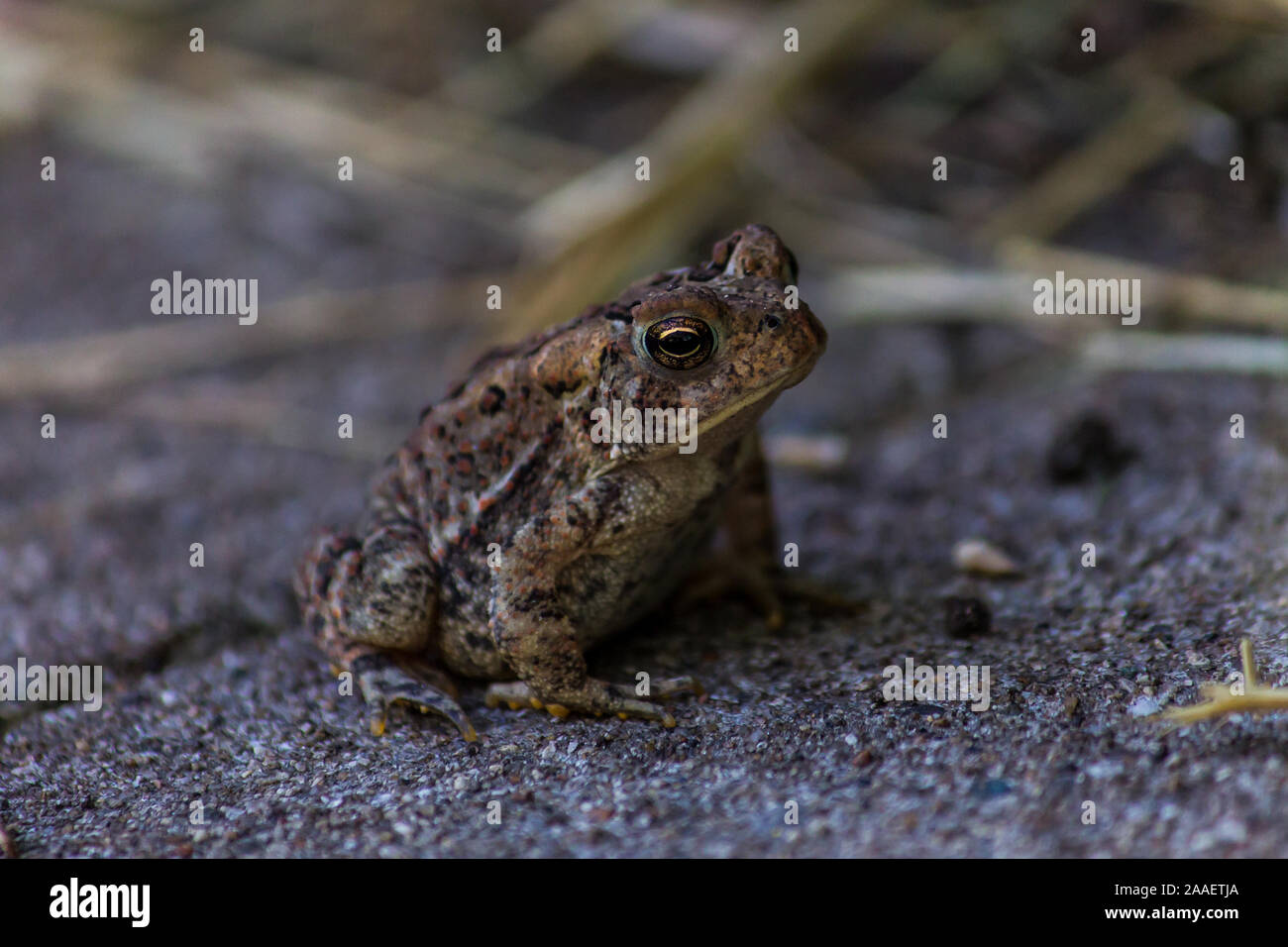 Small toad on the ground Stock Photo - Alamy