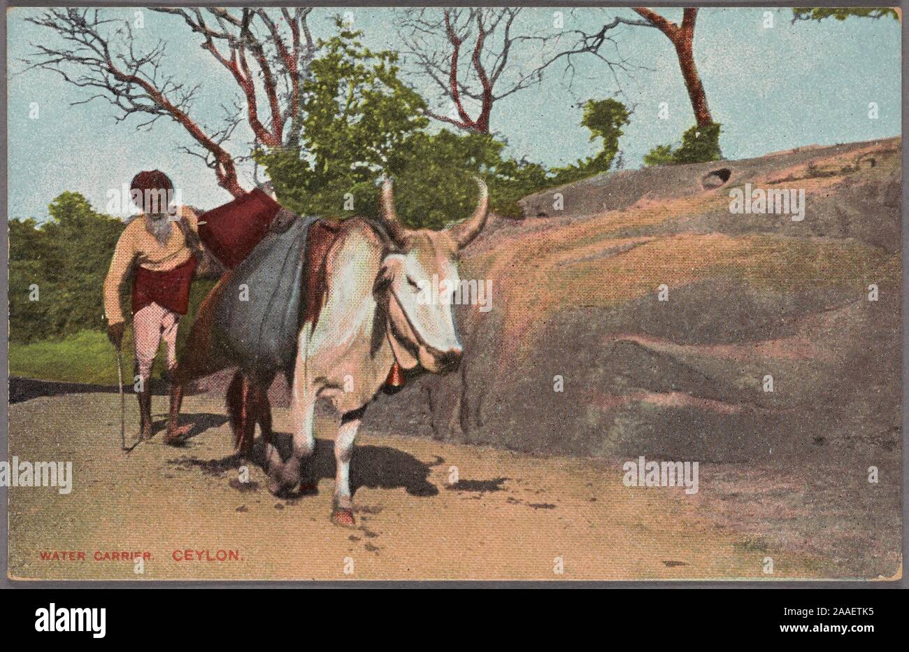 Illustrated postcard of an elderly man in a turban leading a water ox ...