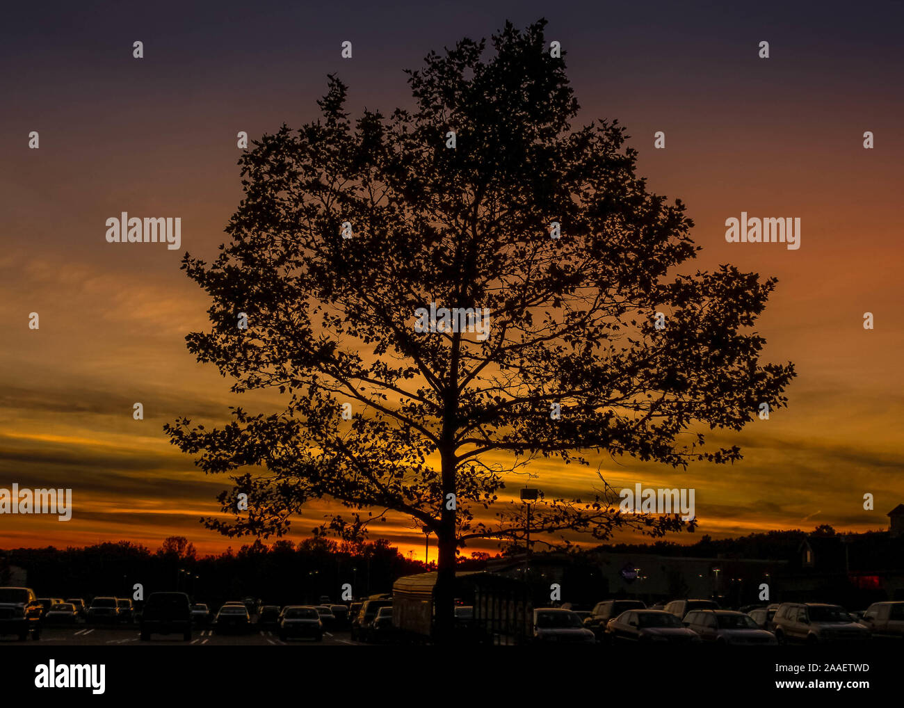 Tree Silhouette at sunset Stock Photo - Alamy