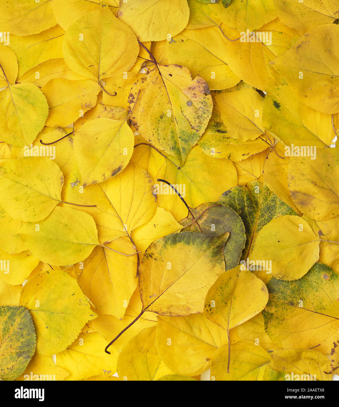 many yellowed dry apricot leaves, full frame, autumn backdrop, copy ...