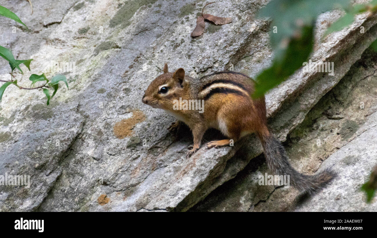 Chipmunk face hi-res stock photography and images - Alamy