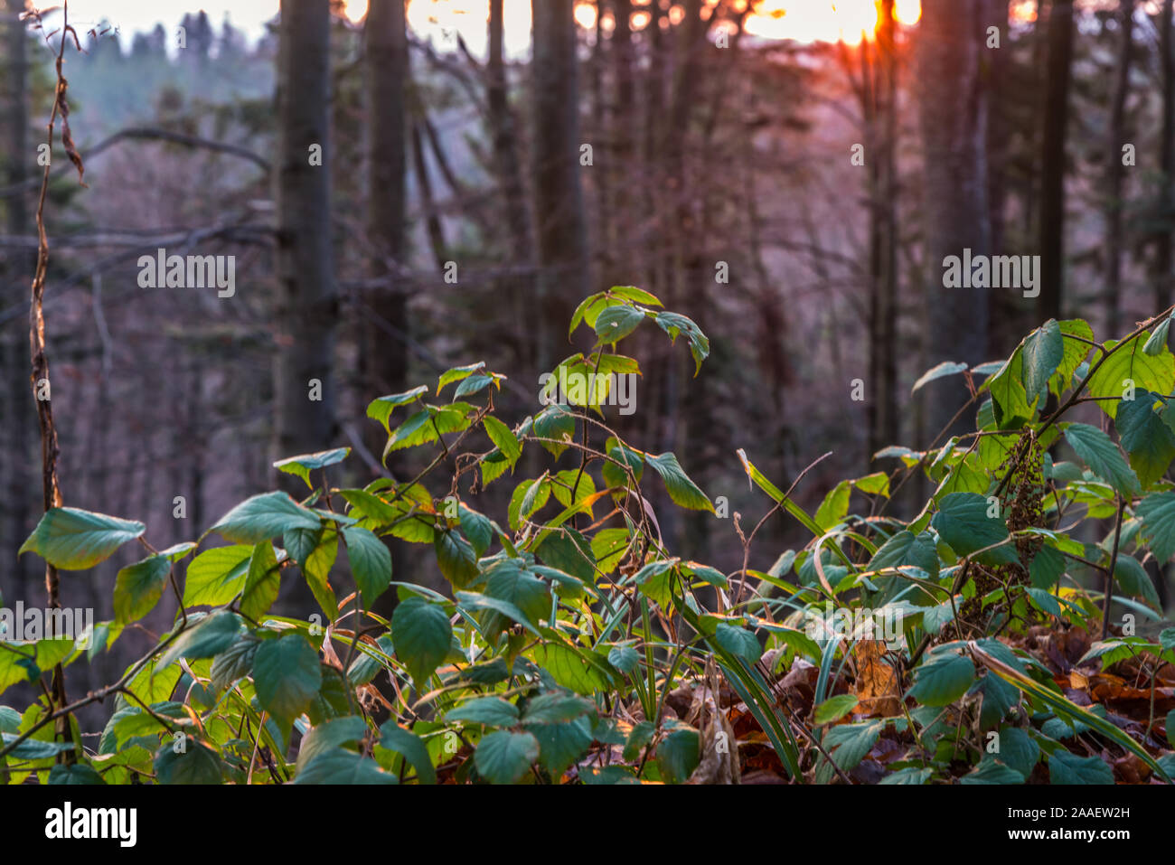 Bieszczady Mountains in the autumn mood. Korbania top at the morning ...