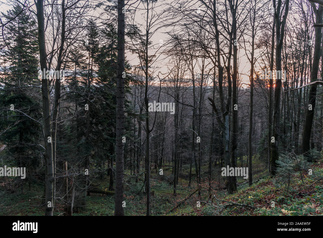 Bieszczady Mountains in the autumn mood. Korbania top at the morning ...