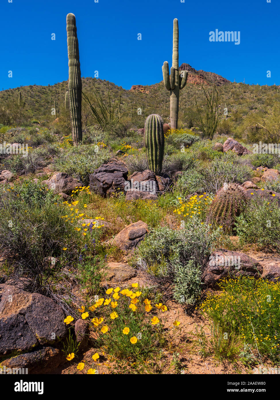 Mexican gold poppy, California poppy (Eschscholzia californica) along ...