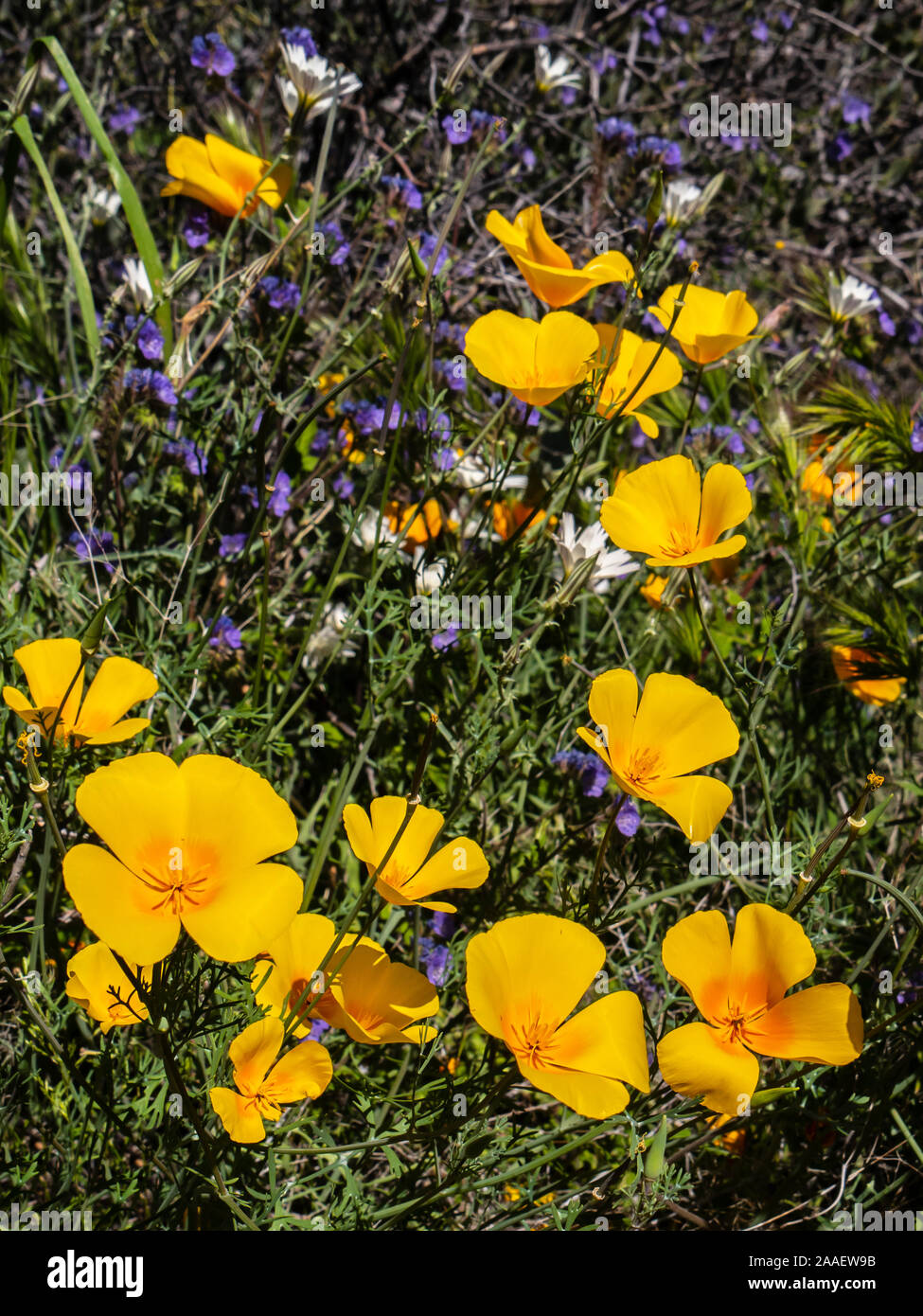 Mexican gold poppy, California poppy (Eschscholzia californica), Pass ...