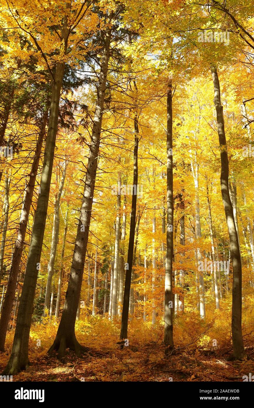 Autumn beech forest lit by the morning sun Stock Photo - Alamy