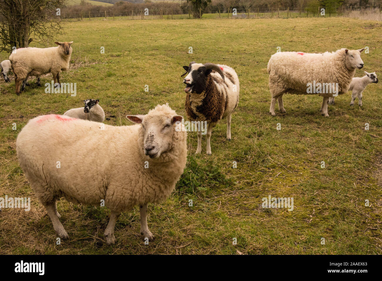 A small mixed flock of ewes with their new lambs Stock Photo - Alamy