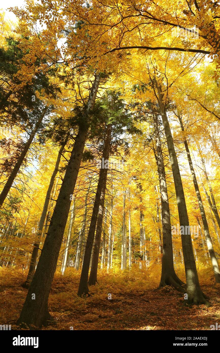 Beech trees with vibrant autumn leaves hi-res stock photography and ...