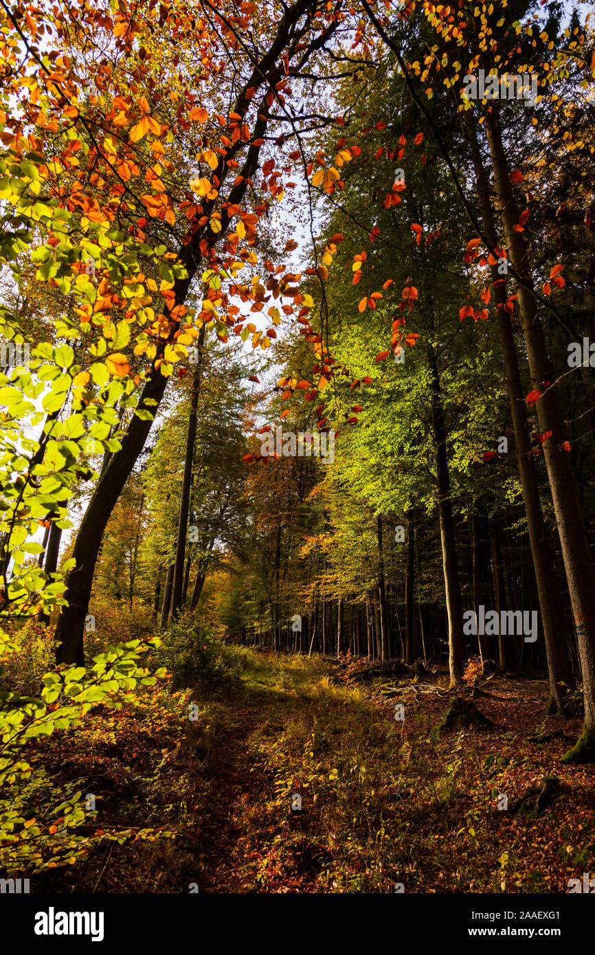 Deciduous forest in autumn Stock Photo - Alamy