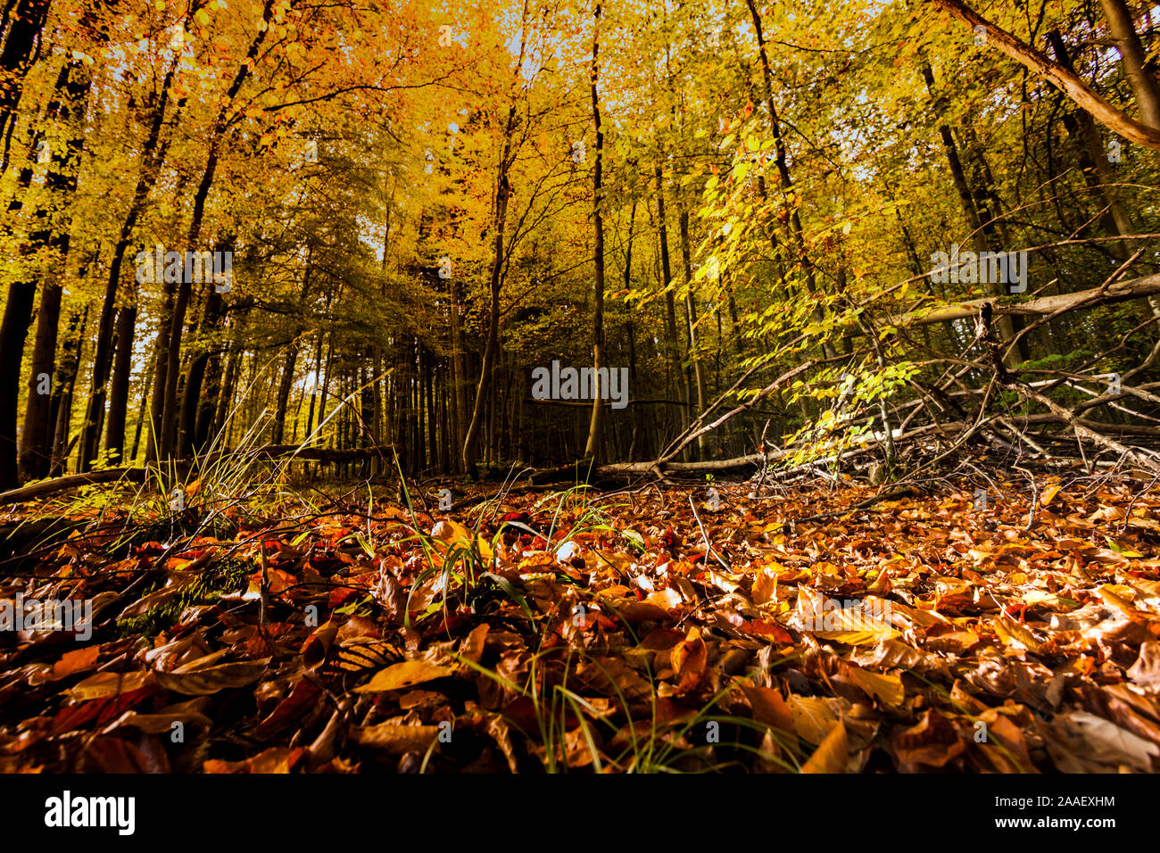 Natural deciduous forest of oaks and beeches in autumn hi-res stock ...